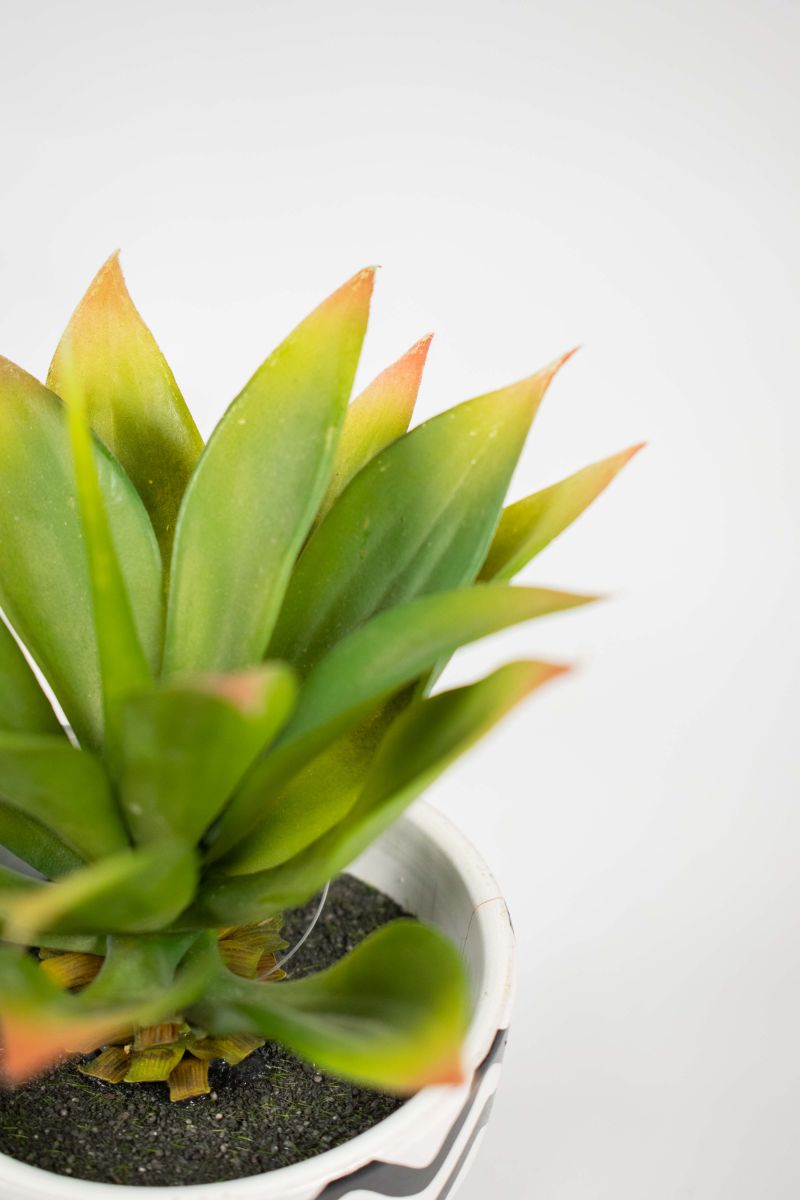 Agave en maceta con ondas - IVSA - Venta mayorista de objetos de ...